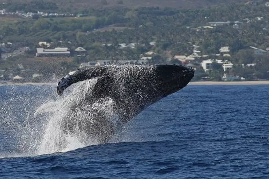 La saison démarre, comment observer les baleines à bosse à La Réunion ...